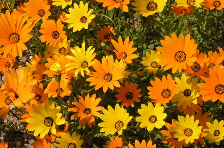 The Ultimate Guide To Using Cedar Mulch In Gardens