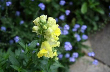 How To Deadhead Snapdragons In 3 Easy Steps
