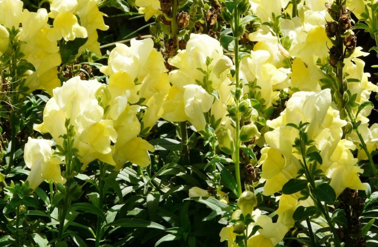 How To Deadhead Snapdragons In 3 Easy Steps