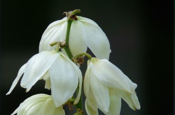 Yucca Flowers — How To Get Your Yucca To Blossom