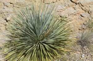 Yucca Flowers — How To Get Your Yucca To Blossom