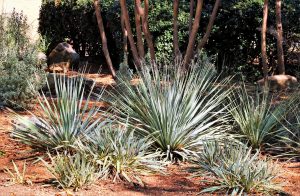 Yucca Flowers — How To Get Your Yucca To Blossom