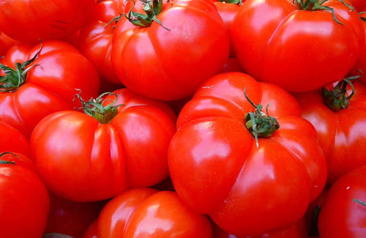 30 High-Yield Tomato Varieties You Should Grow This Season