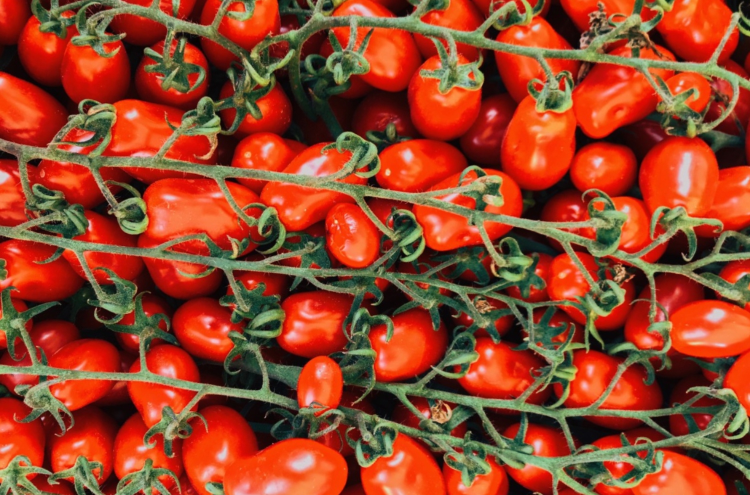 30 High-Yield Tomato Varieties You Should Grow This Season