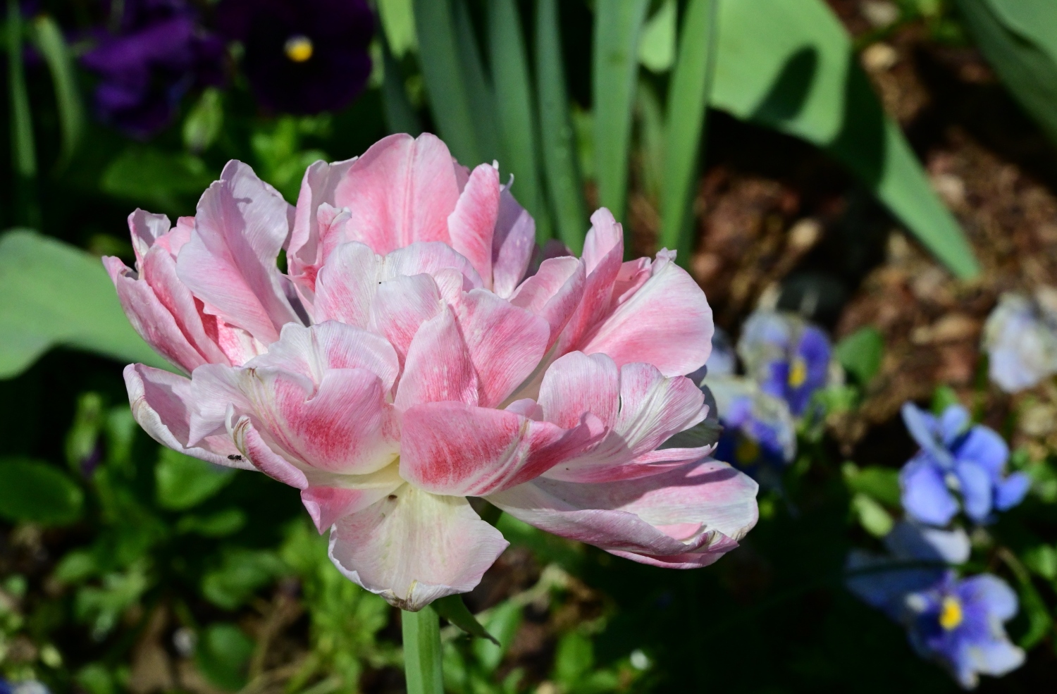 What Is 12-12-12 Fertilizer And How Do You Use It?