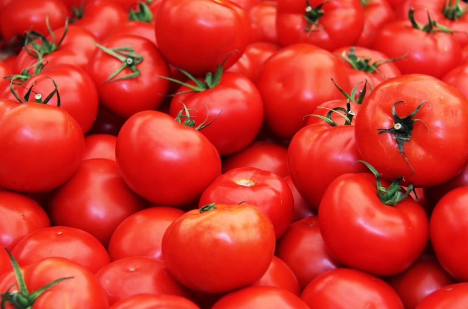 30 High-Yield Tomato Varieties You Should Grow This Season