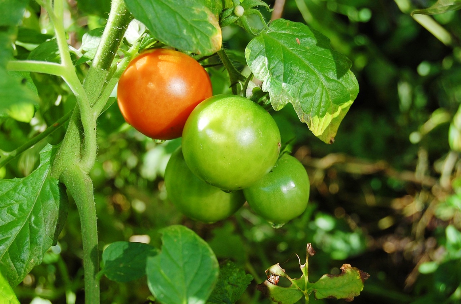 30 High-Yield Tomato Varieties You Should Grow This Season