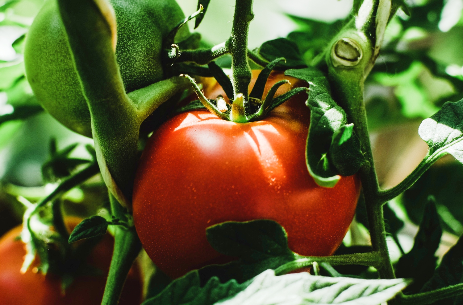 30 High-Yield Tomato Varieties You Should Grow This Season