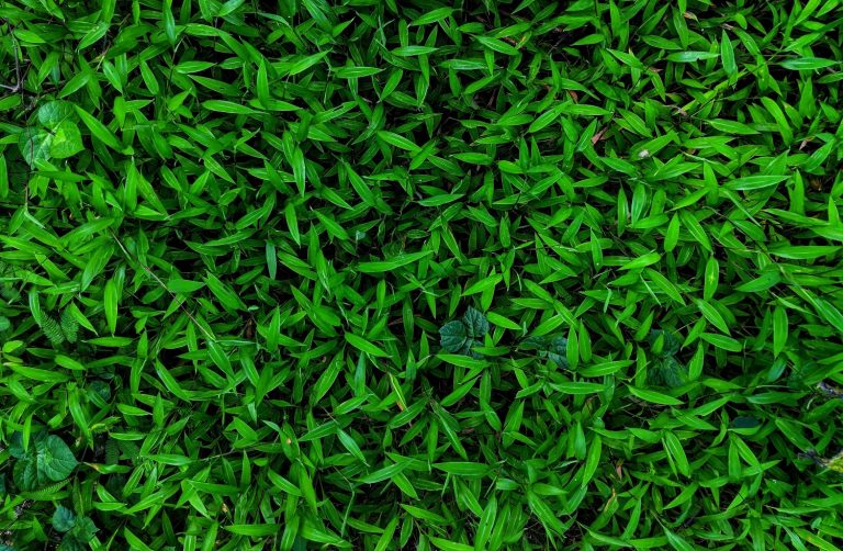 What Is 12-12-12 Fertilizer And How Do You Use It?