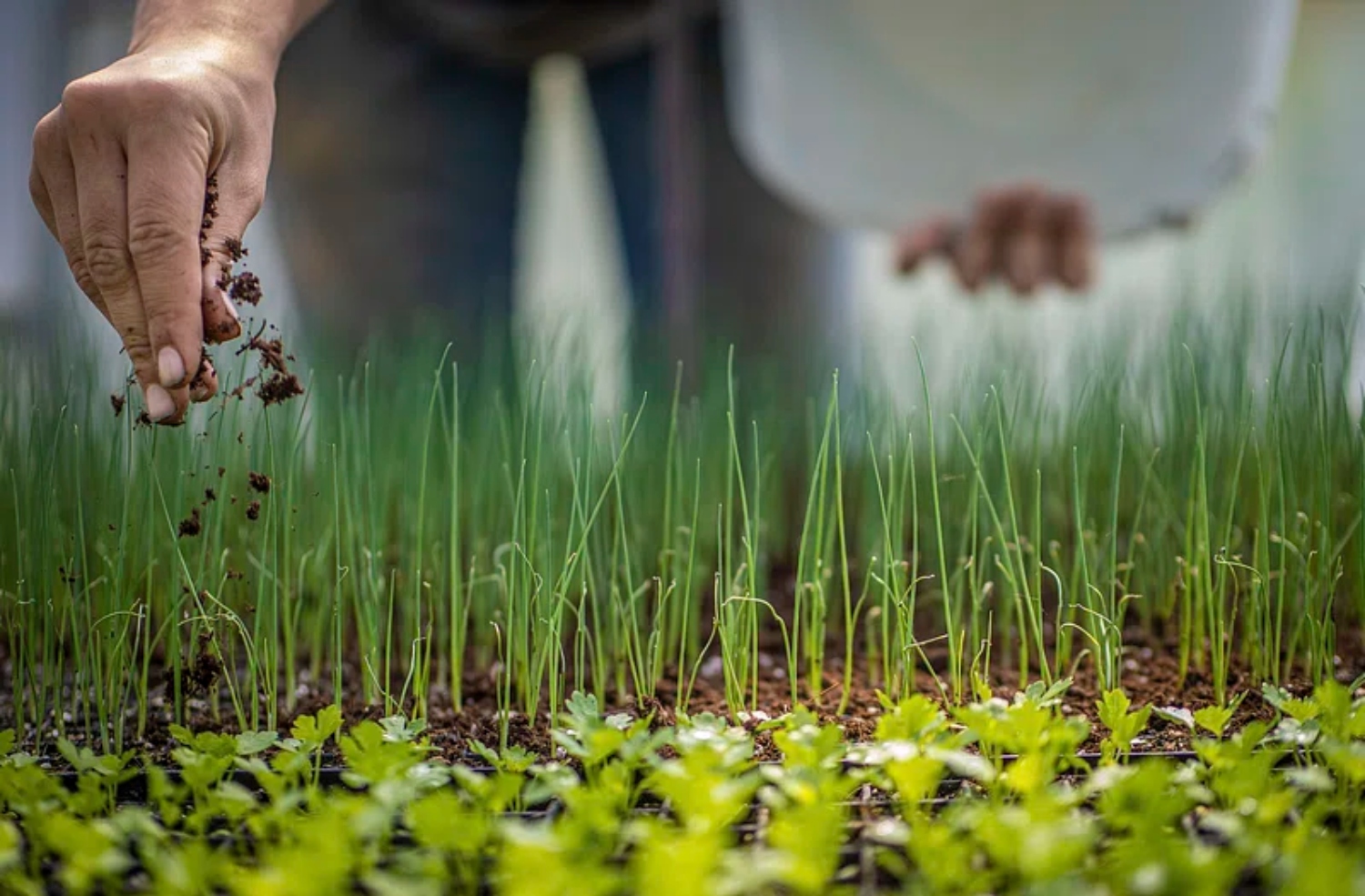 What Is 10-10-10 Fertilizer And How Do You Use It In Your Garden?