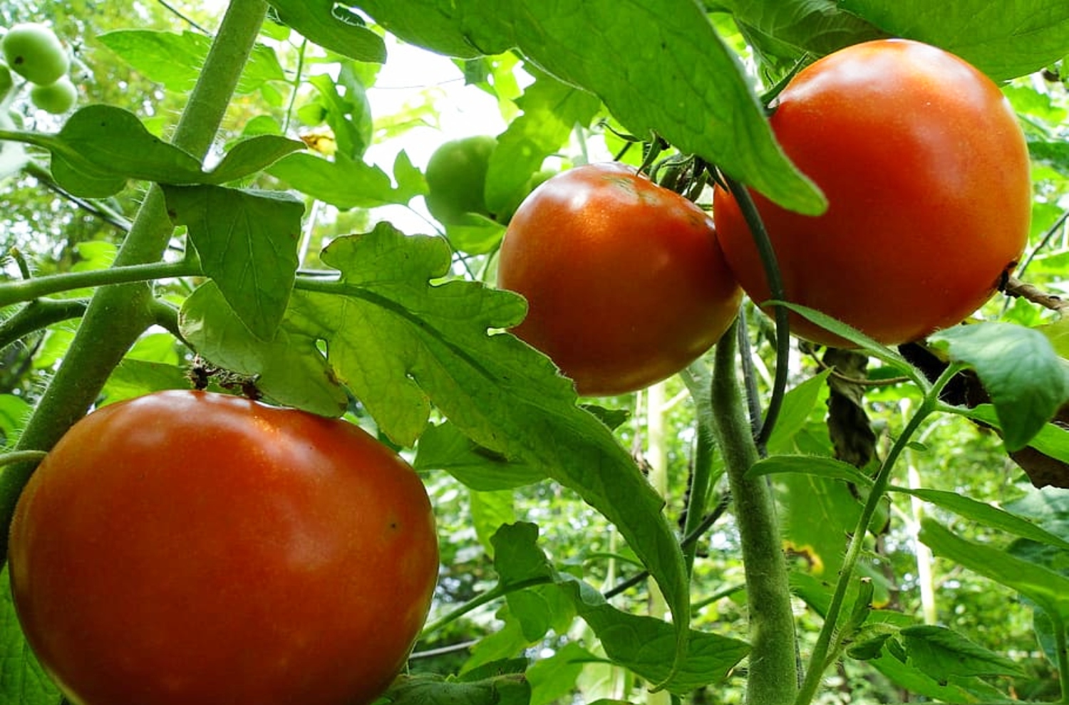 30 High-Yield Tomato Varieties You Should Grow This Season