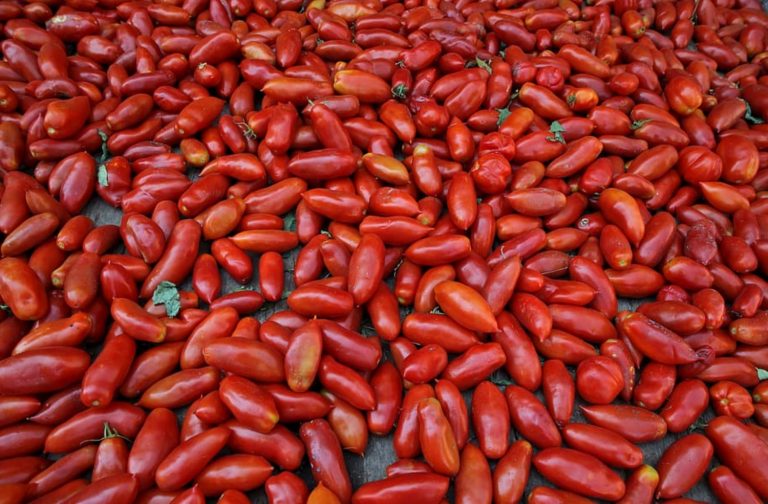 30 High-Yield Tomato Varieties You Should Grow This Season