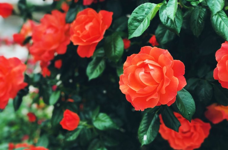 What Is 12-12-12 Fertilizer And How Do You Use It?