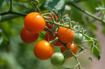 30 High-Yield Tomato Varieties You Should Grow This Season