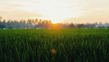 What Is 12-12-12 Fertilizer And How Do You Use It?