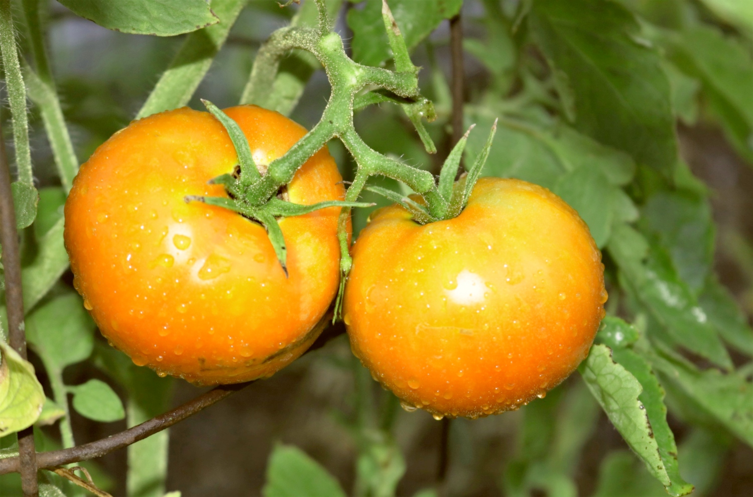30 High-Yield Tomato Varieties You Should Grow This Season