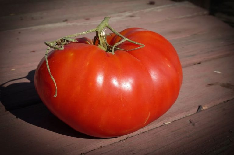 30 High-Yield Tomato Varieties You Should Grow This Season