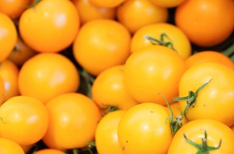 30 High-Yield Tomato Varieties You Should Grow This Season