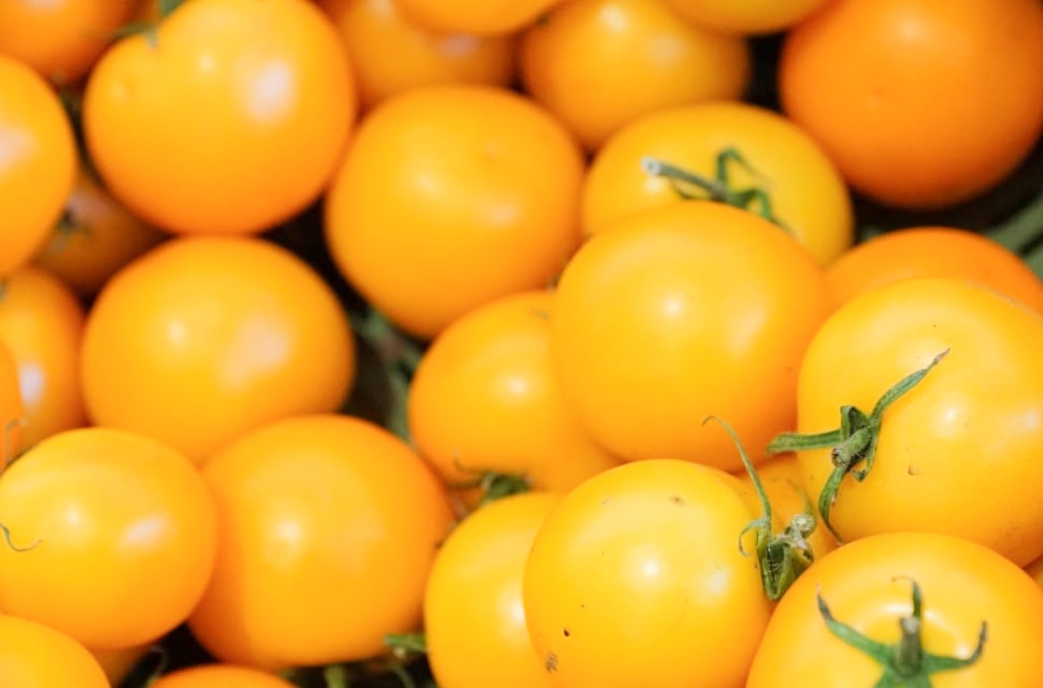 30 High-Yield Tomato Varieties You Should Grow This Season