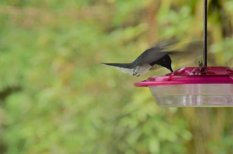 Sick Hummingbird Behavior: 14 Signs To Look Out For & What You Can Do ...