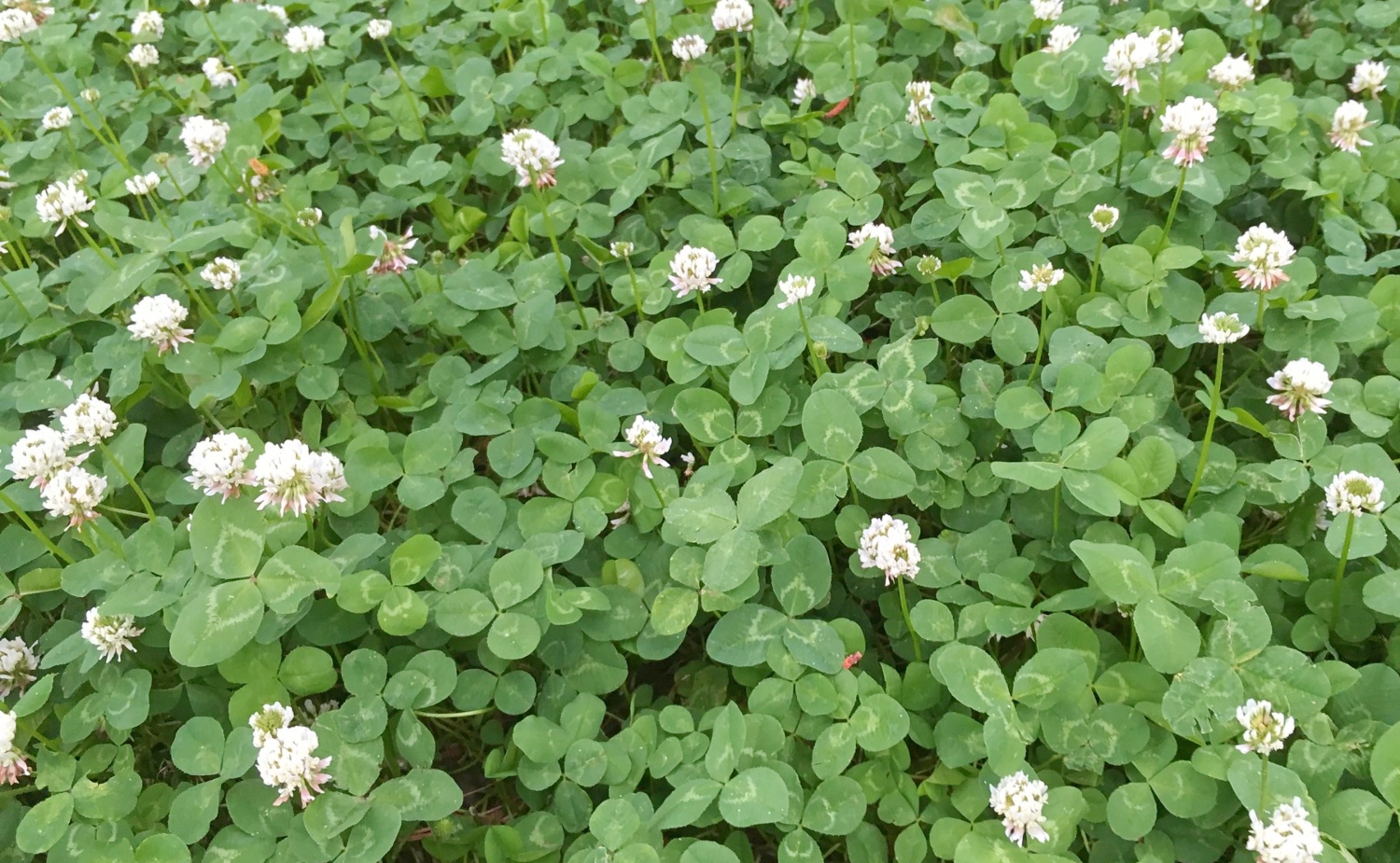 How To Clear A Garden Full Of Weeds
