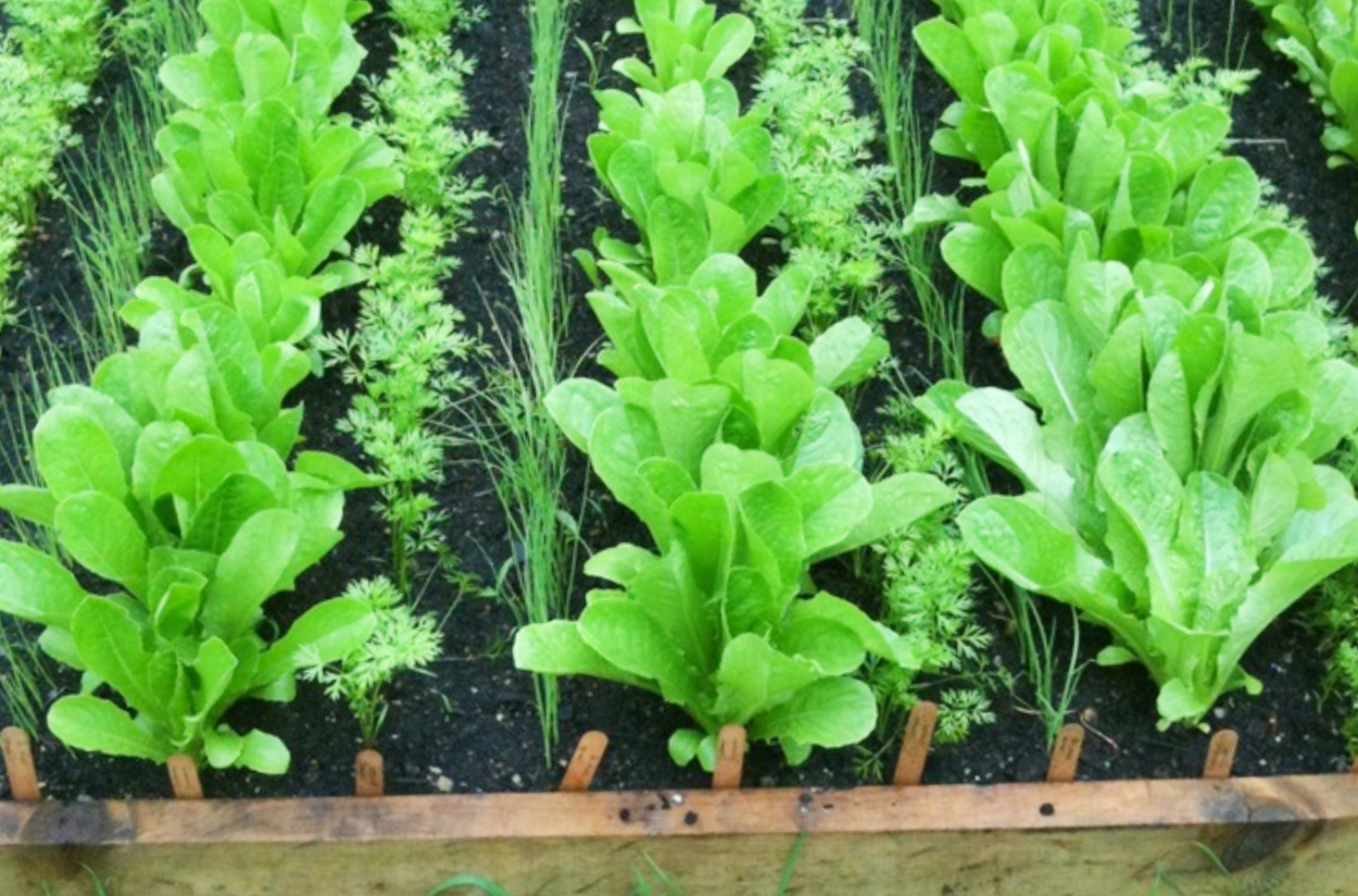 Feather Meal Vs Blood Meal: Which Organic Fertilizer Is Best?