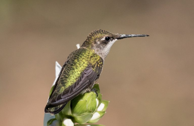 How To Help An Injured Hummingbird