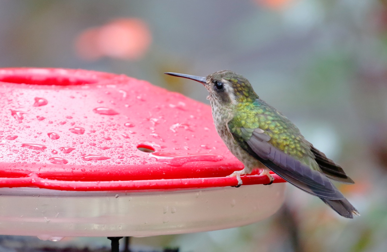How To Help An Injured Hummingbird
