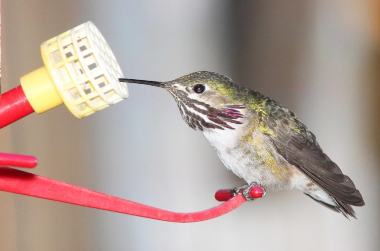 How To Help An Injured Hummingbird