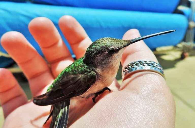 Sick Hummingbird Behavior: 14 Signs To Look Out For & What You Can Do ...