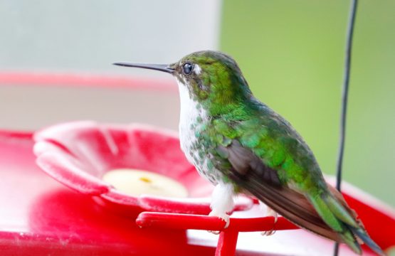 Sick Hummingbird Behavior: 14 Signs To Look Out For & What You Can Do ...