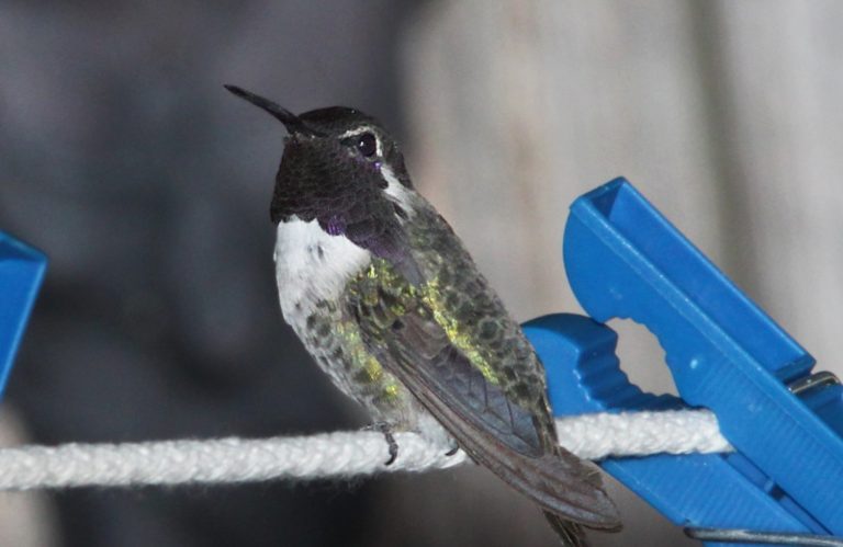 How To Tell If A Hummingbird Is Dying