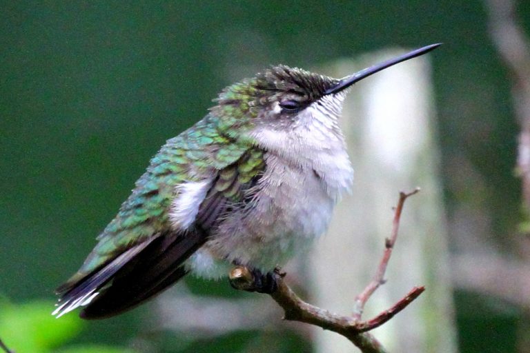 Sick Hummingbird Behavior: 14 Signs To Look Out For & What You Can Do ...