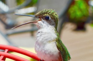 Sick Hummingbird Behavior: 14 Signs To Look Out For & What You Can Do ...