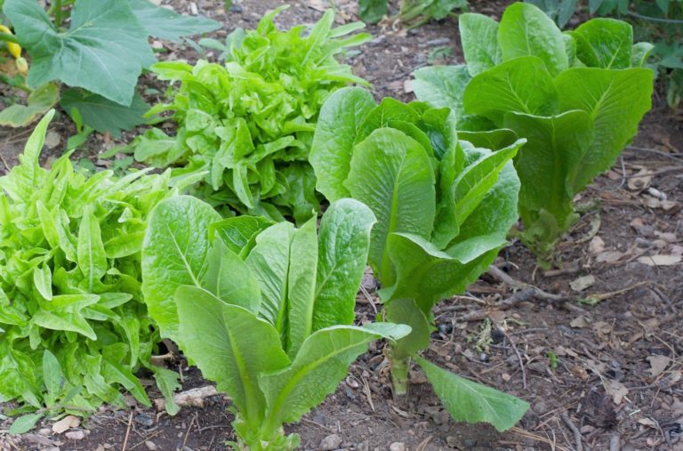 8 Feather Meal Advantages And Disadvantages