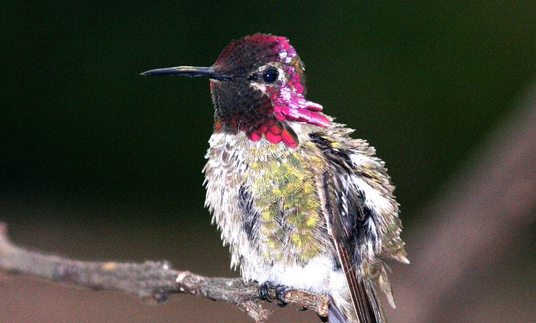 Why Is This Hummingbird Sitting On A Feeder For Hours?