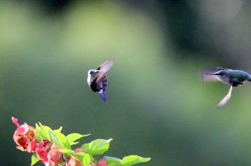 Why Do Hummingbirds Fly Back And Forth?