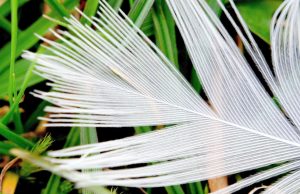 What Is Feather Meal?