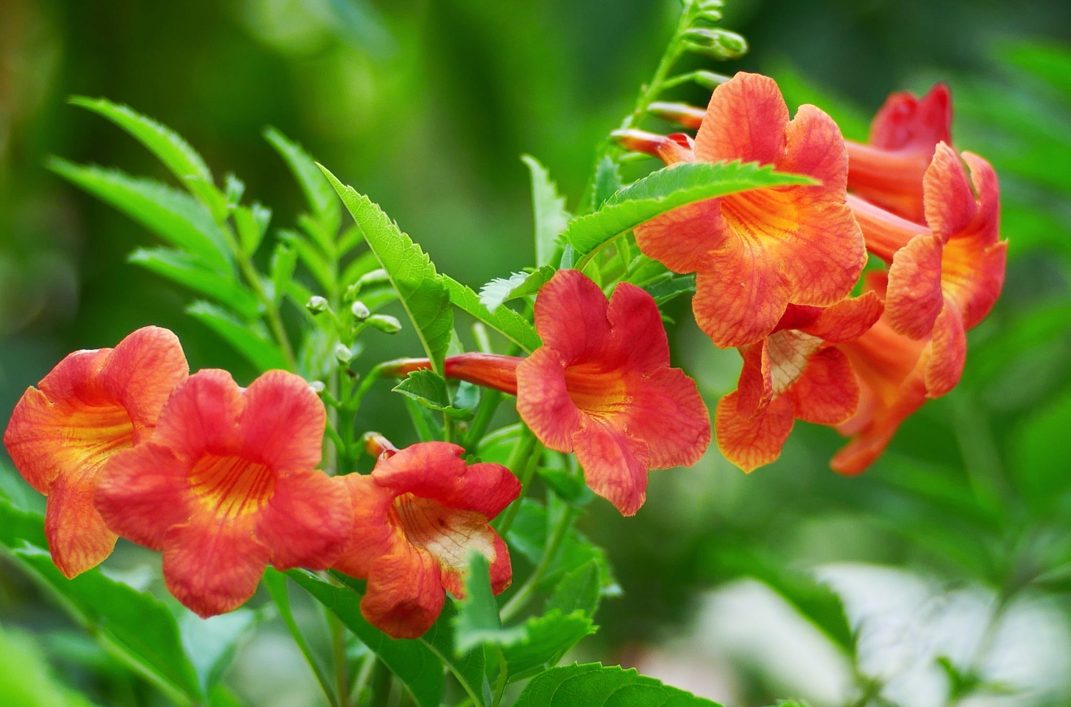 6 Eco-Friendly Plants For Your Garden