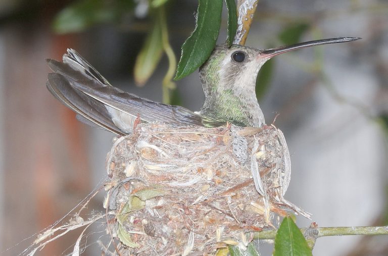 Where To Hang A Hummingbird House