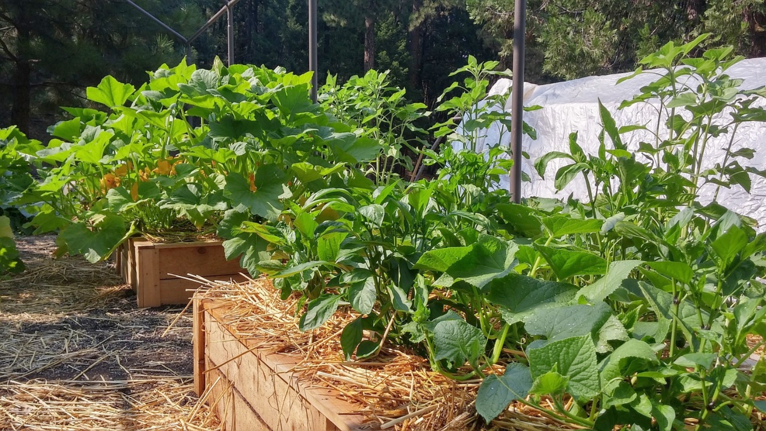 The Importance Of Organic Gardening: 7 Benefits Of Gardening Sustainably
