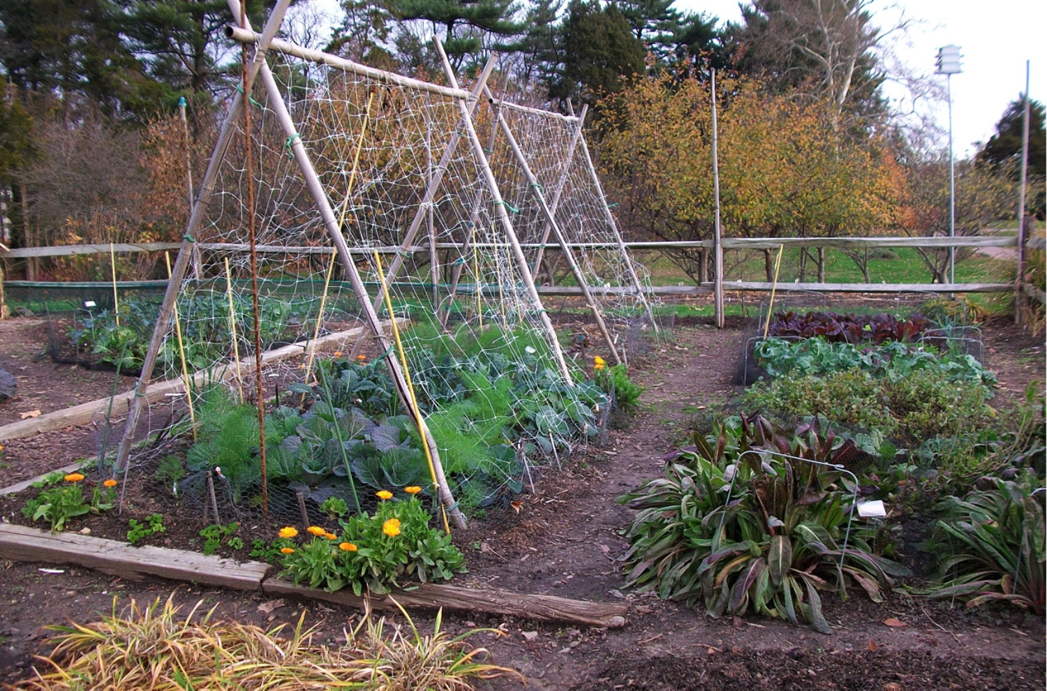 What Is Sustainable Vegetable Gardening?
